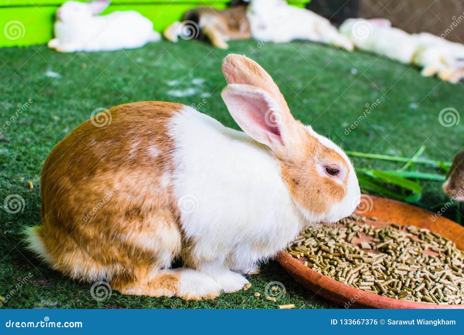 Conejo en granja foto de archivo. Imagen de doméstico - 133667376