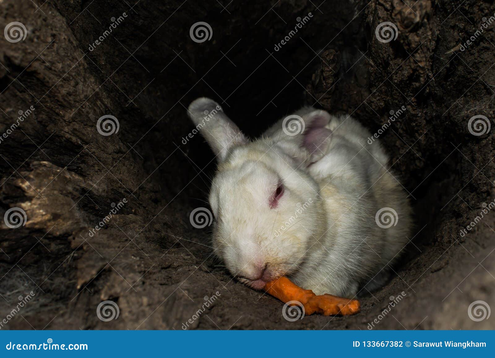 Conejo en granja foto de archivo. Imagen de conejito - 133667382