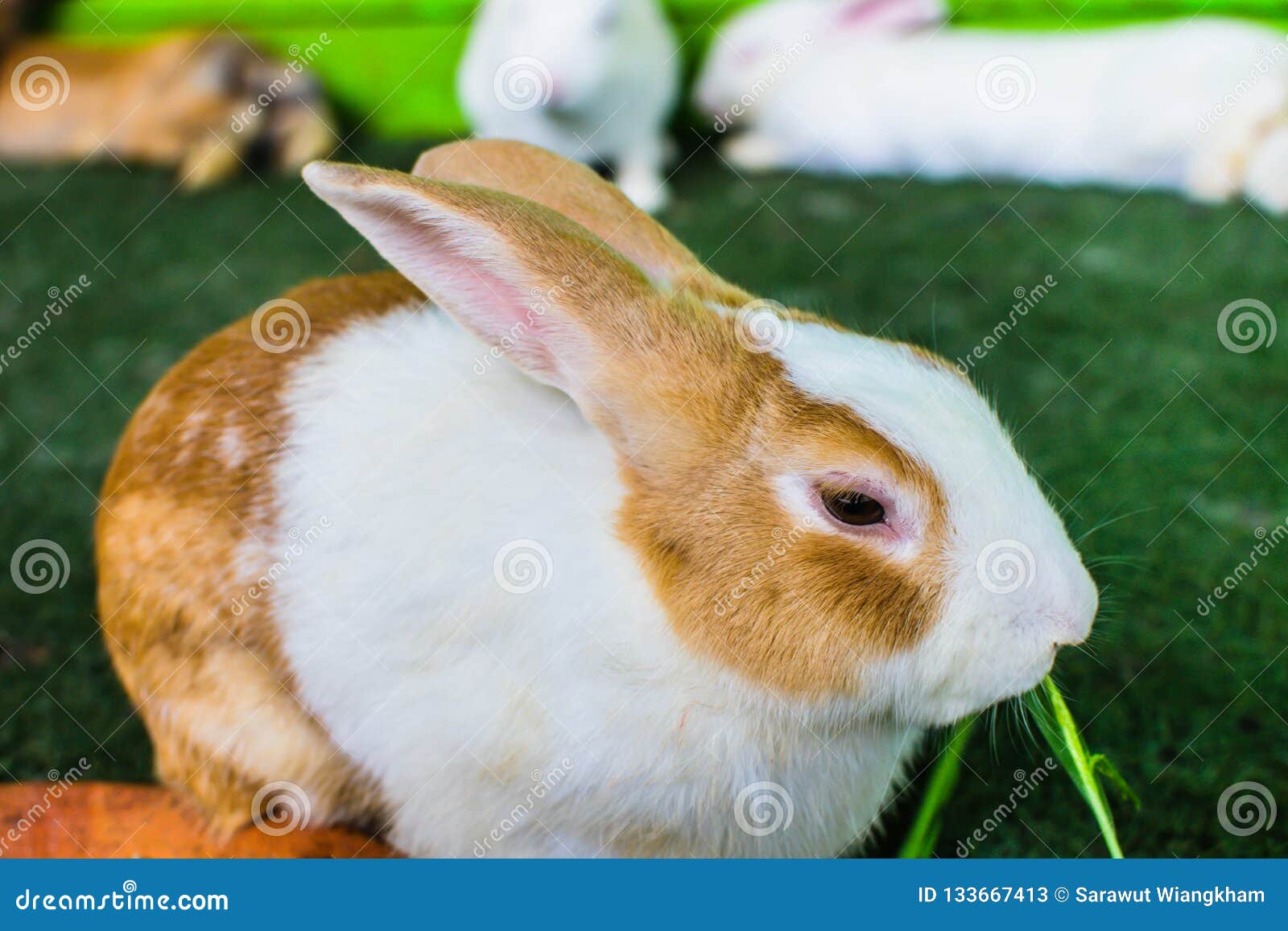 Conejo en granja imagen de archivo. Imagen de conejito - 133667413