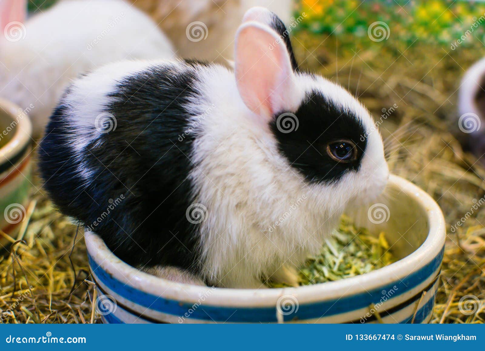 Conejo en granja foto de archivo. Imagen de piel, mascota - 133667474