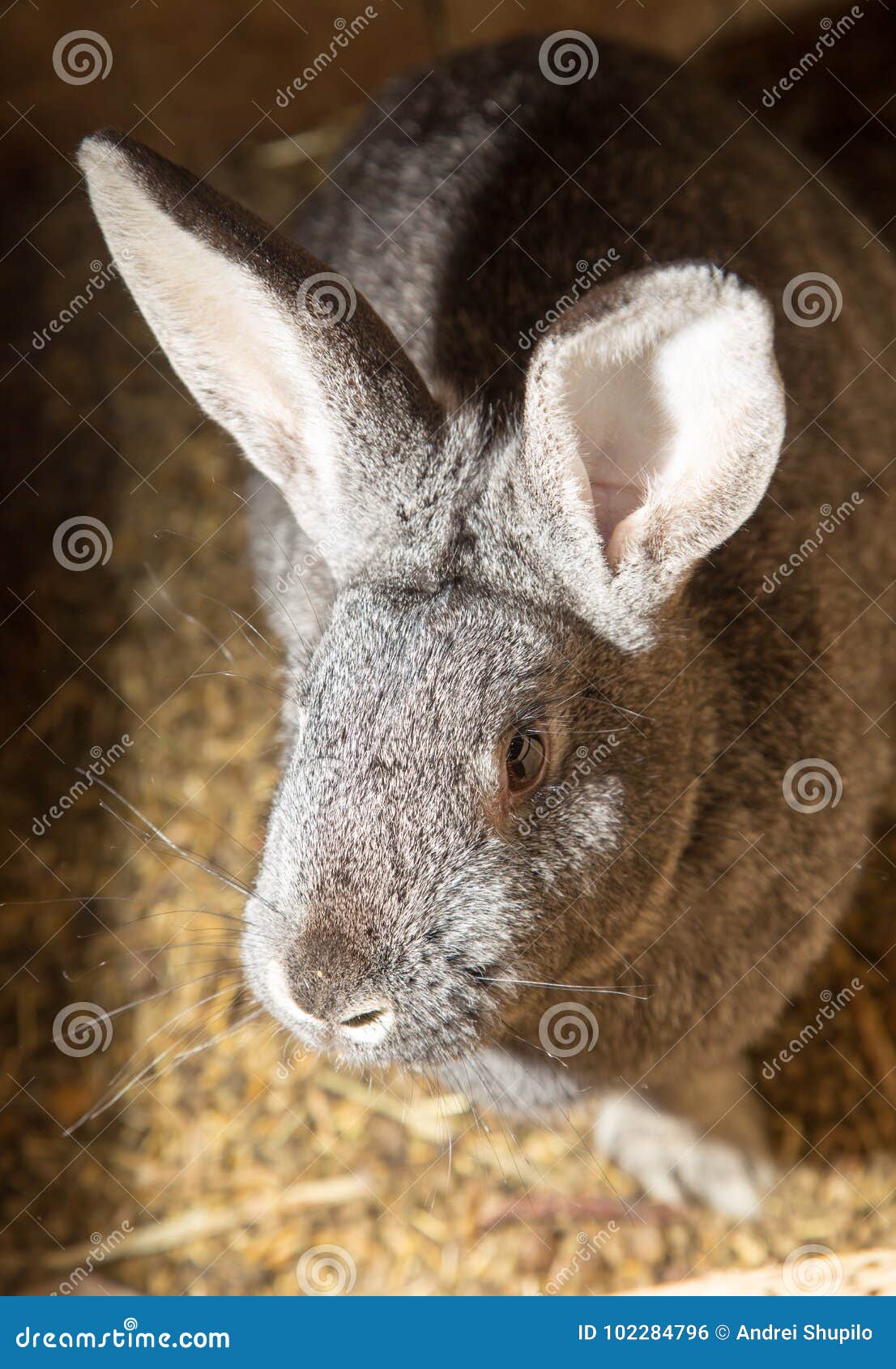 Conejo en la granja foto de archivo. Imagen de alimento - 102284796