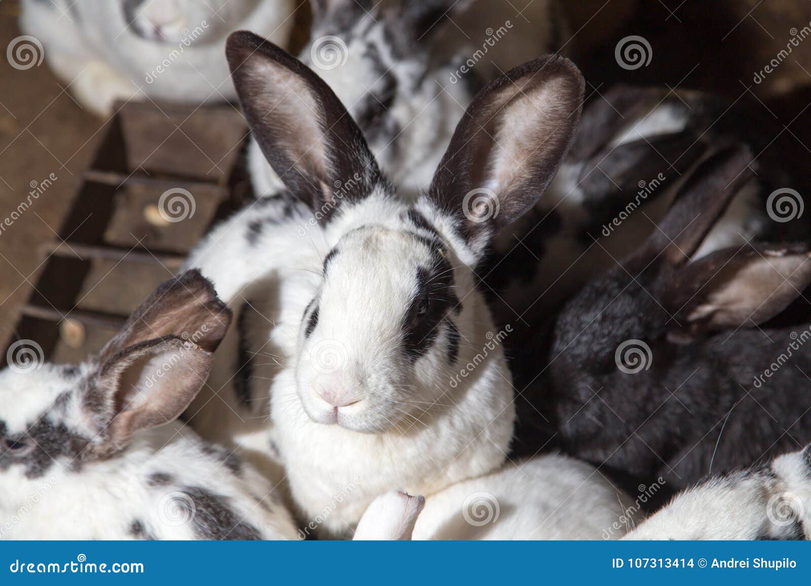 Conejo en la granja foto de archivo. Imagen de granja - 107313414