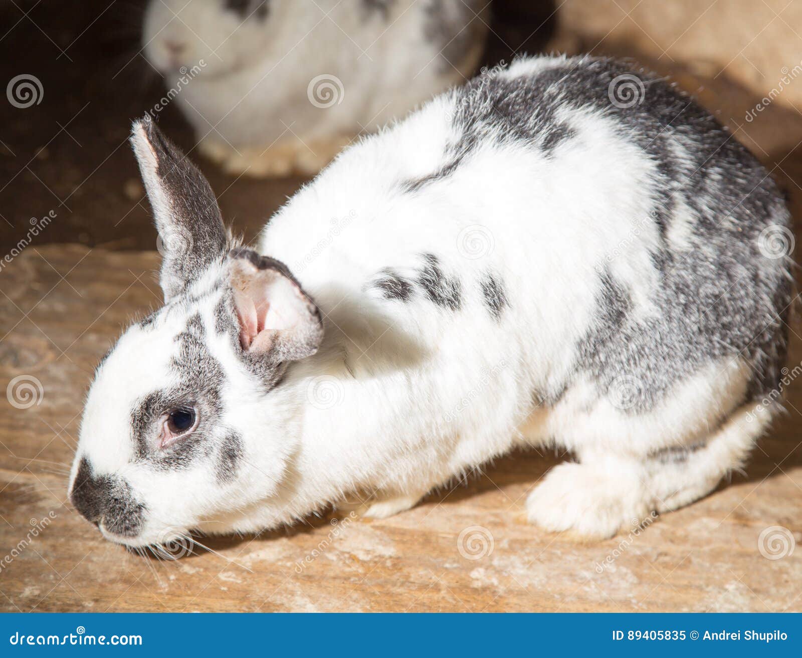 Conejo en la granja imagen de archivo. Imagen de granja - 89405835