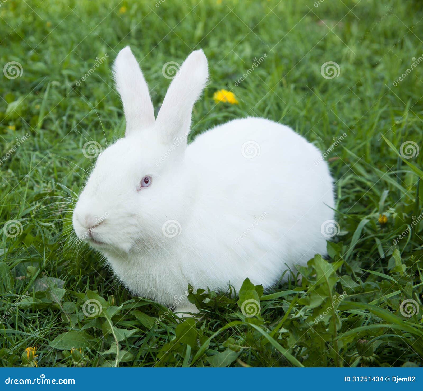 Conejo en la hierba foto de archivo. Imagen de conejo - 31251434