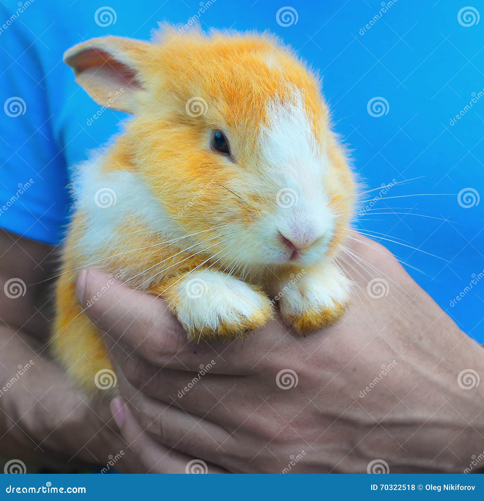 Conejo en la mano 1 foto de archivo. Imagen de cubo, cierre - 70322518
