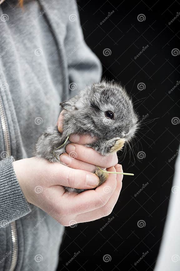 Conejo en manos imagen de archivo. Imagen de adorable - 112750805