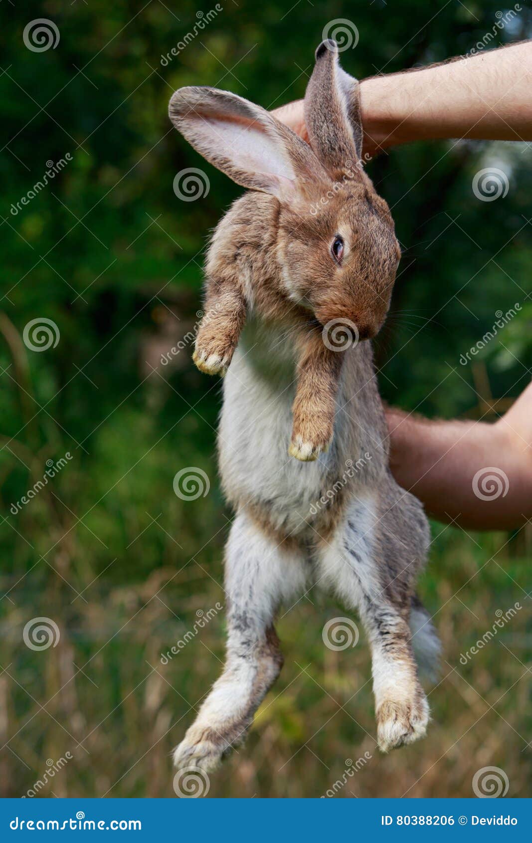 Conejo en manos del hombre foto de archivo. Imagen de cubo - 80388206
