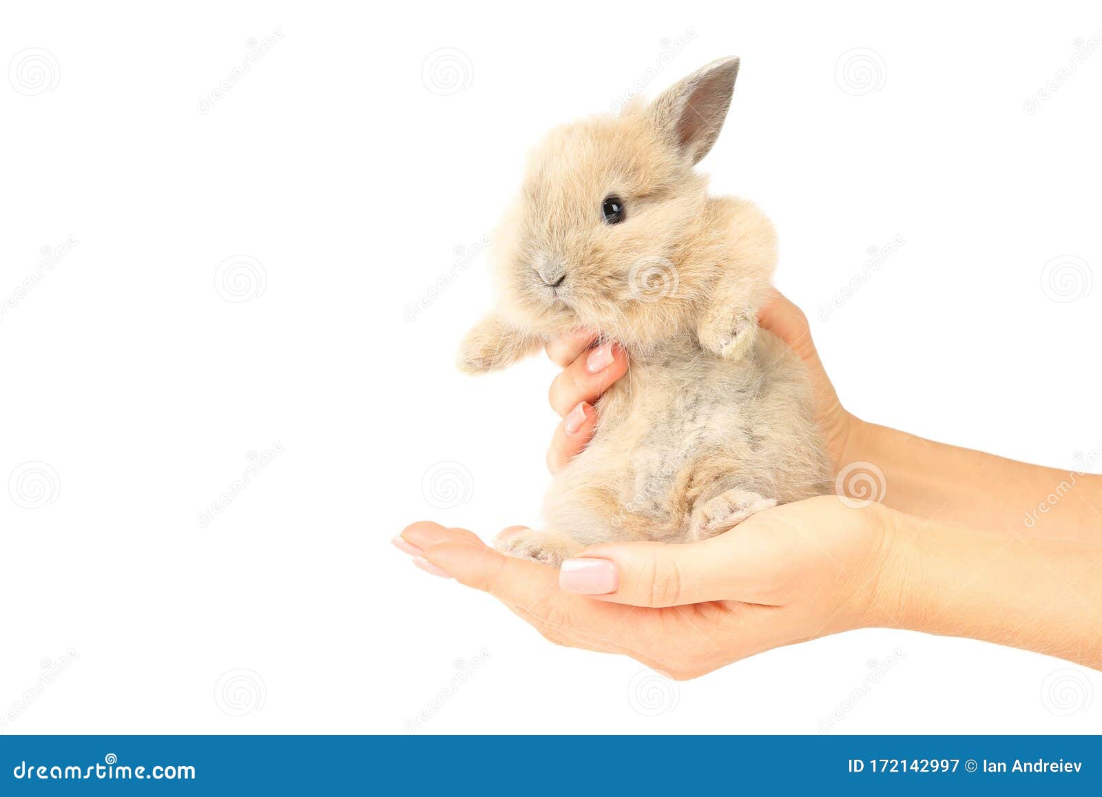 Conejo Conejo Conejo En Manos Hembras Imagen de archivo - Imagen de ...