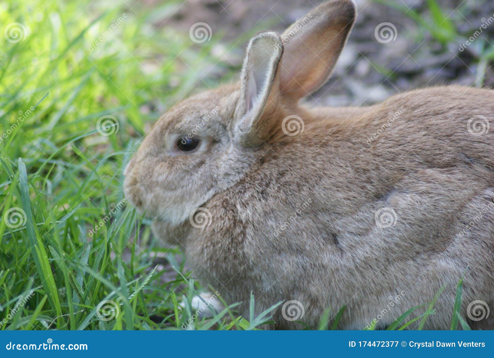 Conejo imagen de archivo. Imagen de granja, suave, suerte - 174472377