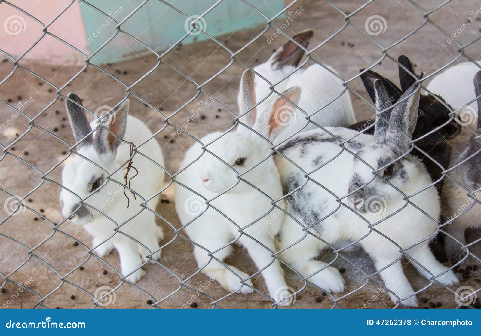 Conejo en una jaula foto de archivo. Imagen de conejos - 47262378