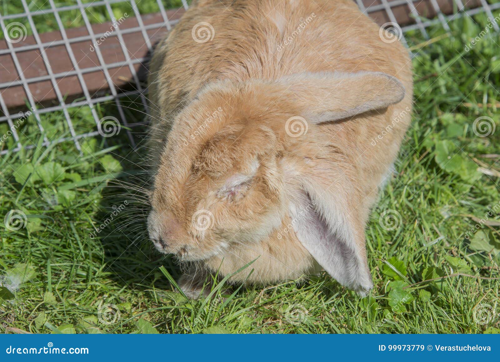 Conejo Enfermo Con La Mixomatosis Imagen de archivo - Imagen de animal ...