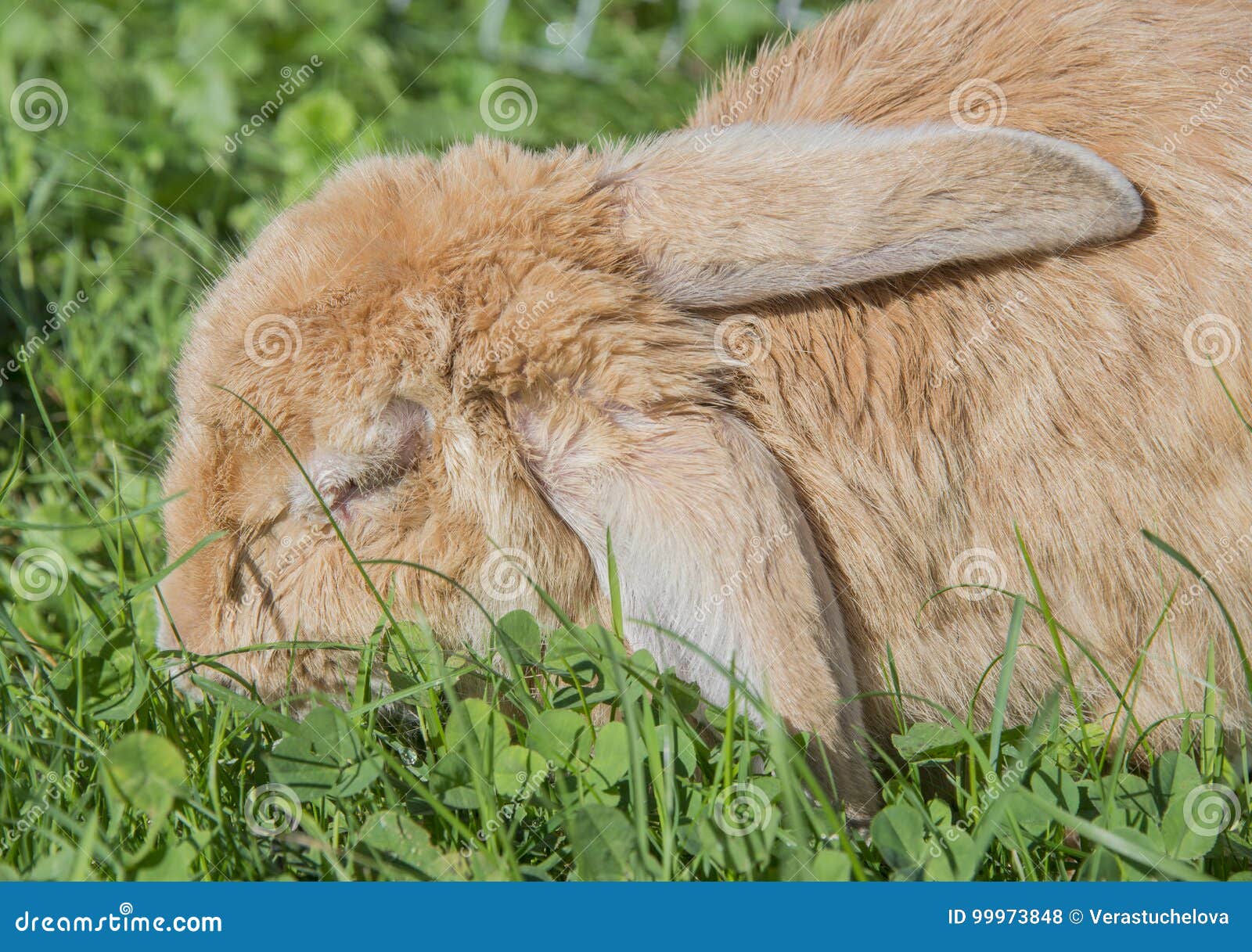Conejo Enfermo Con La Mixomatosis Foto de archivo - Imagen de ...