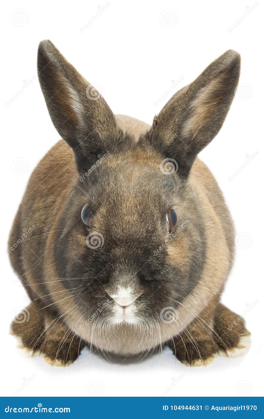 Conejo enojado imagen de archivo. Imagen de cara, pascua - 104944631