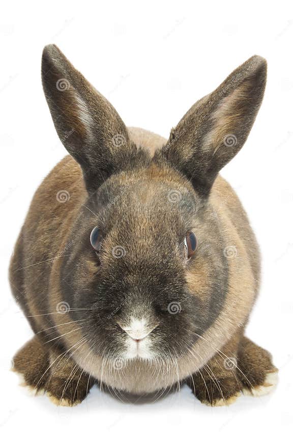 Conejo enojado imagen de archivo. Imagen de cara, pascua - 104944631