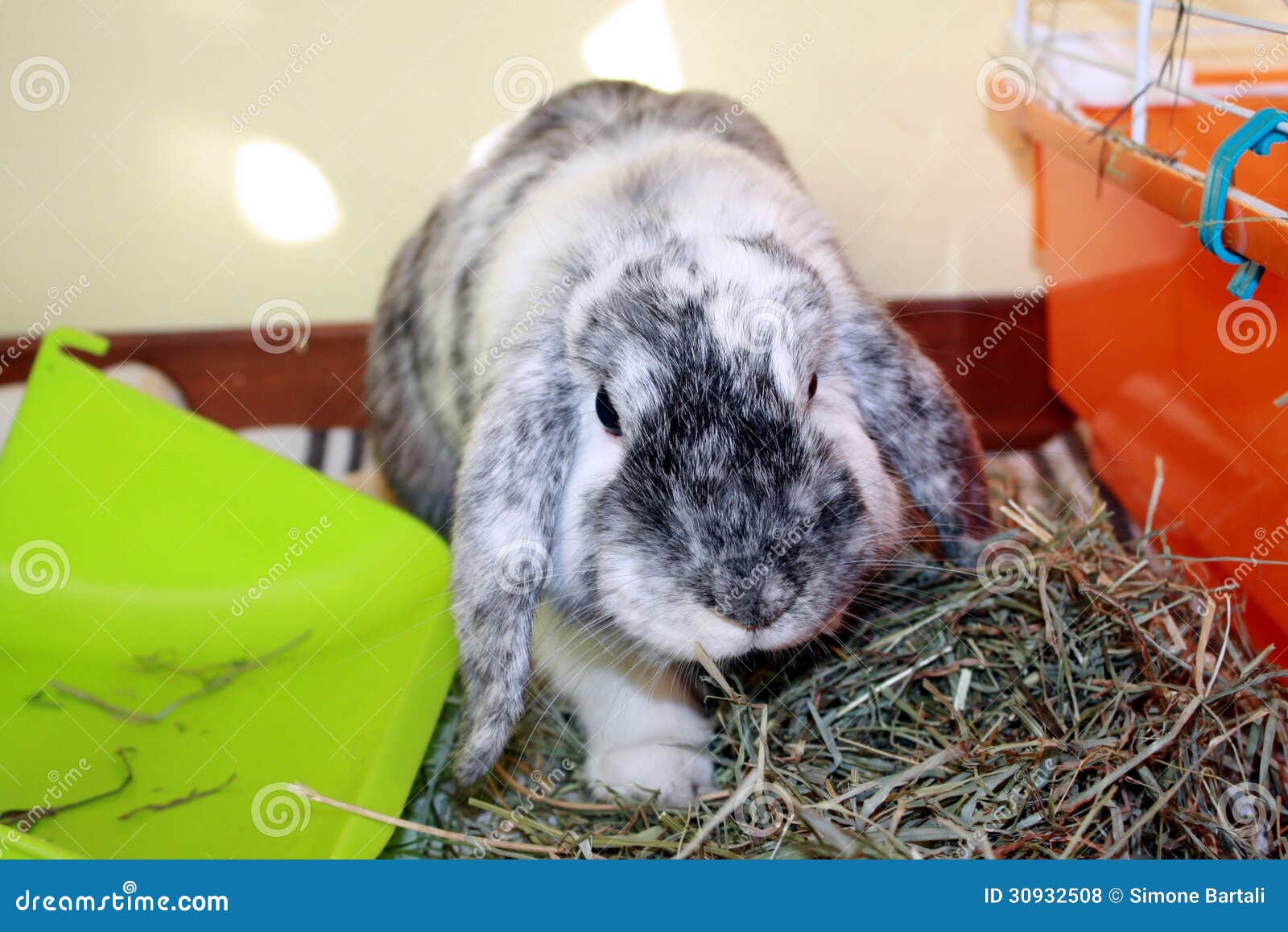 740 Conejo Enojado Fotos - Libres de Derechos y Gratuitas de Dreamstime