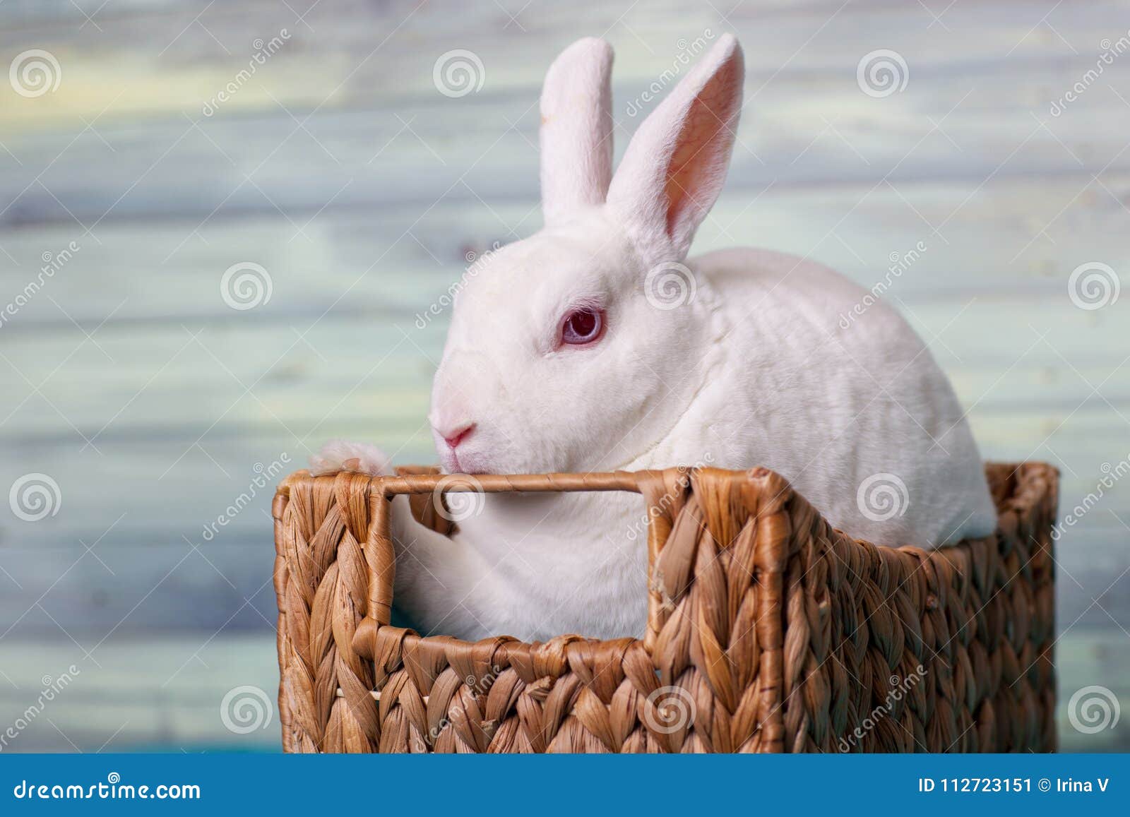 Conejo enojado serio imagen de archivo. Imagen de adorable - 112723151