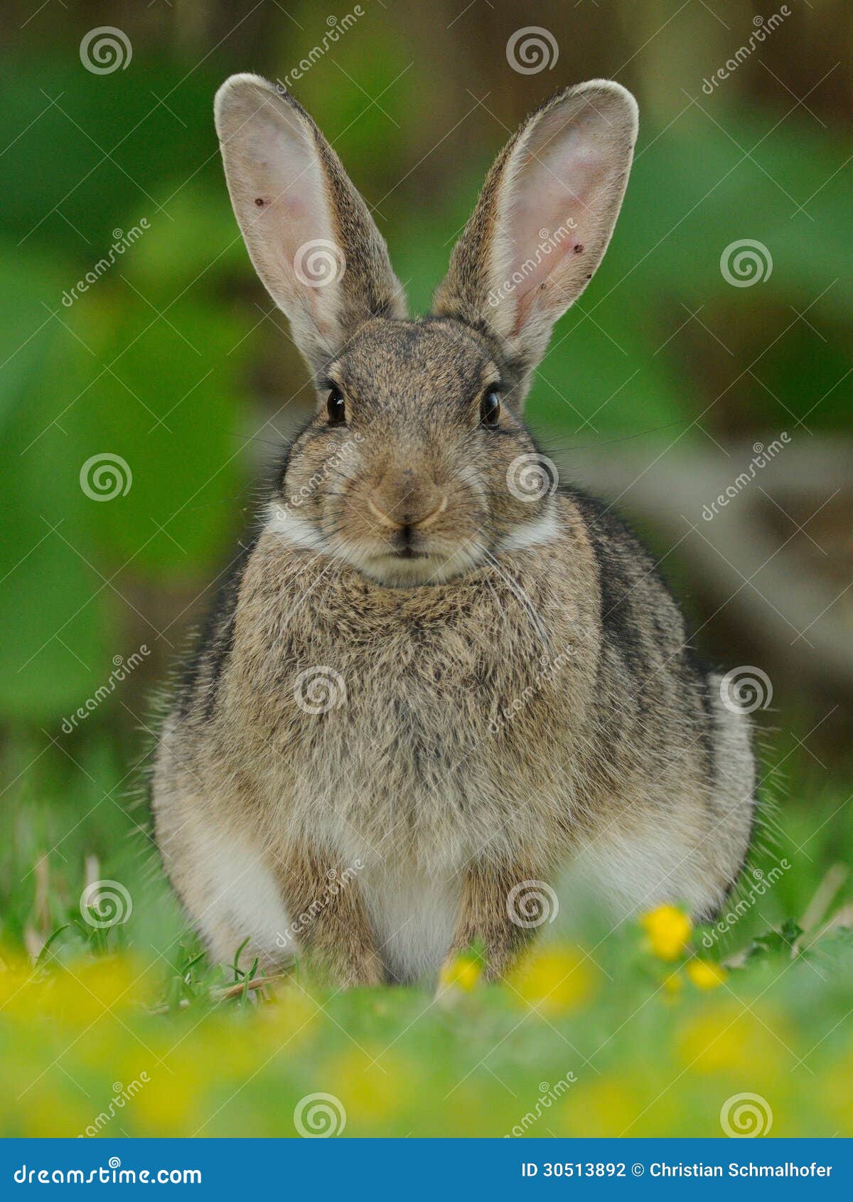 Conejo Europeo (Cuniculus Del Oryctolagus) Foto de archivo - Imagen de ...