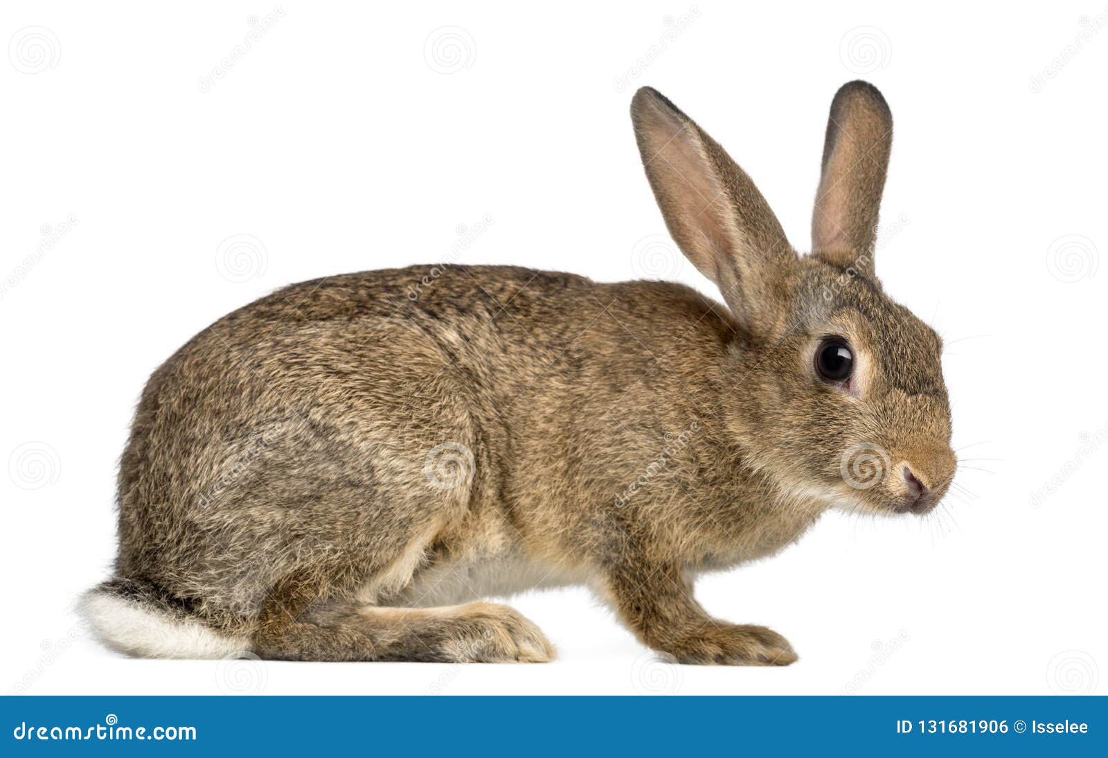 Conejo Europeo O Conejo Del Campo Común, 3 Meses Foto de archivo ...