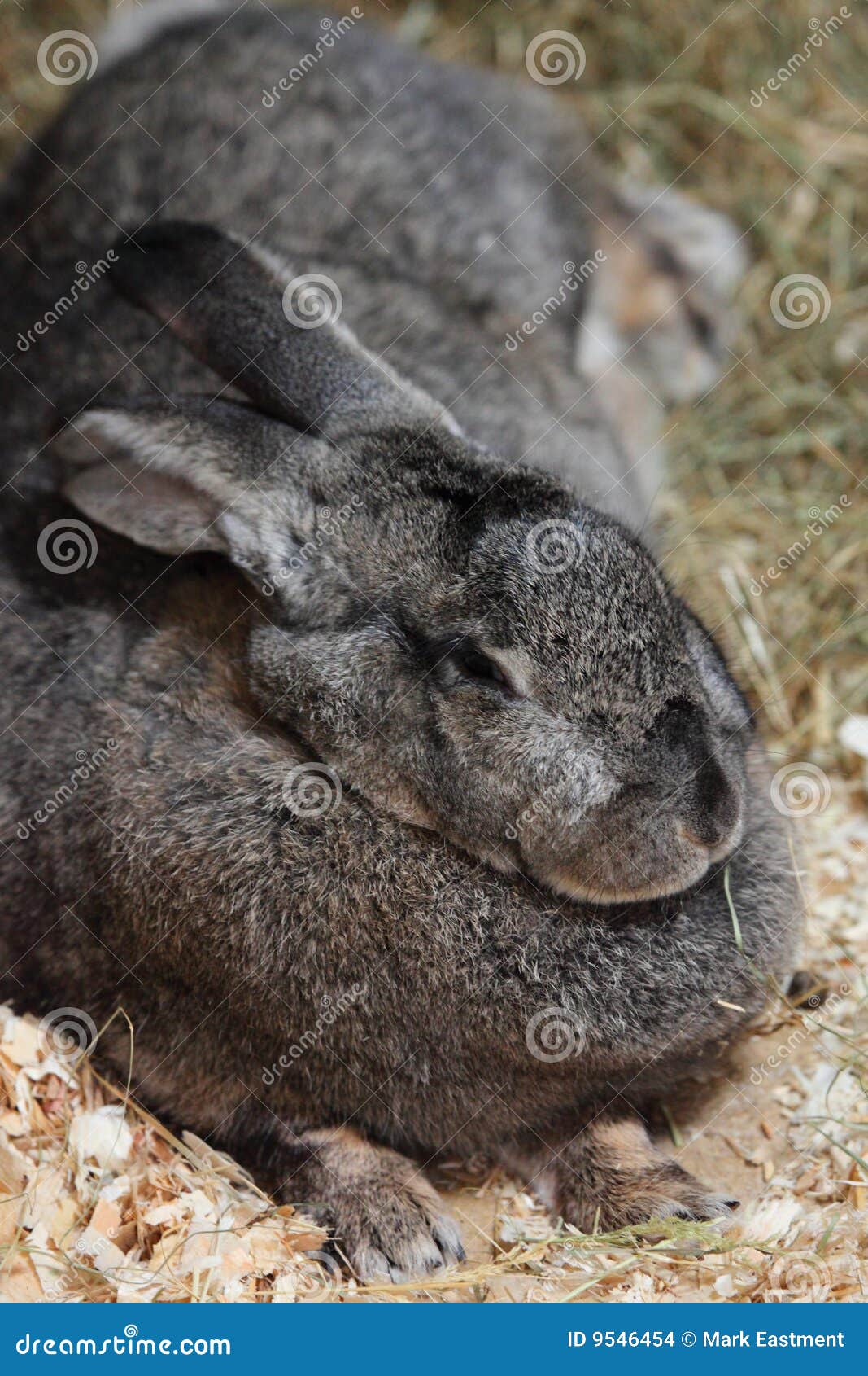 Conejo gigante foto de archivo. Imagen de vida, conejo - 9546454