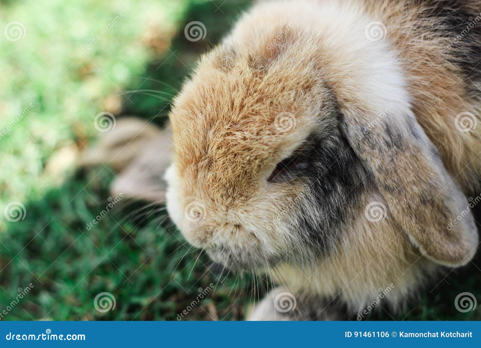 Conejo Enojado Stock Images - 174 Photos