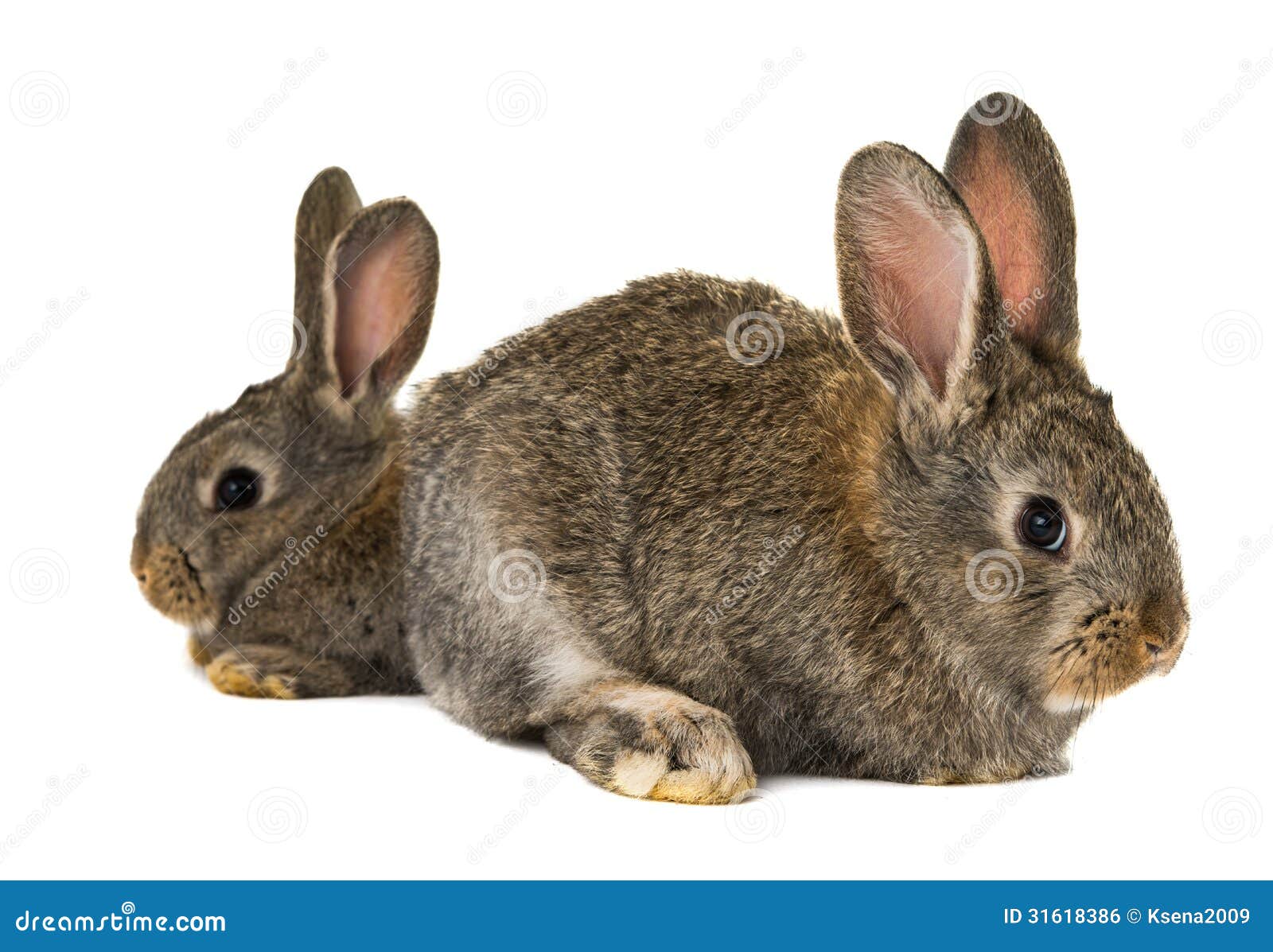 Conejo gris aislado foto de archivo. Imagen de belleza - 31618386