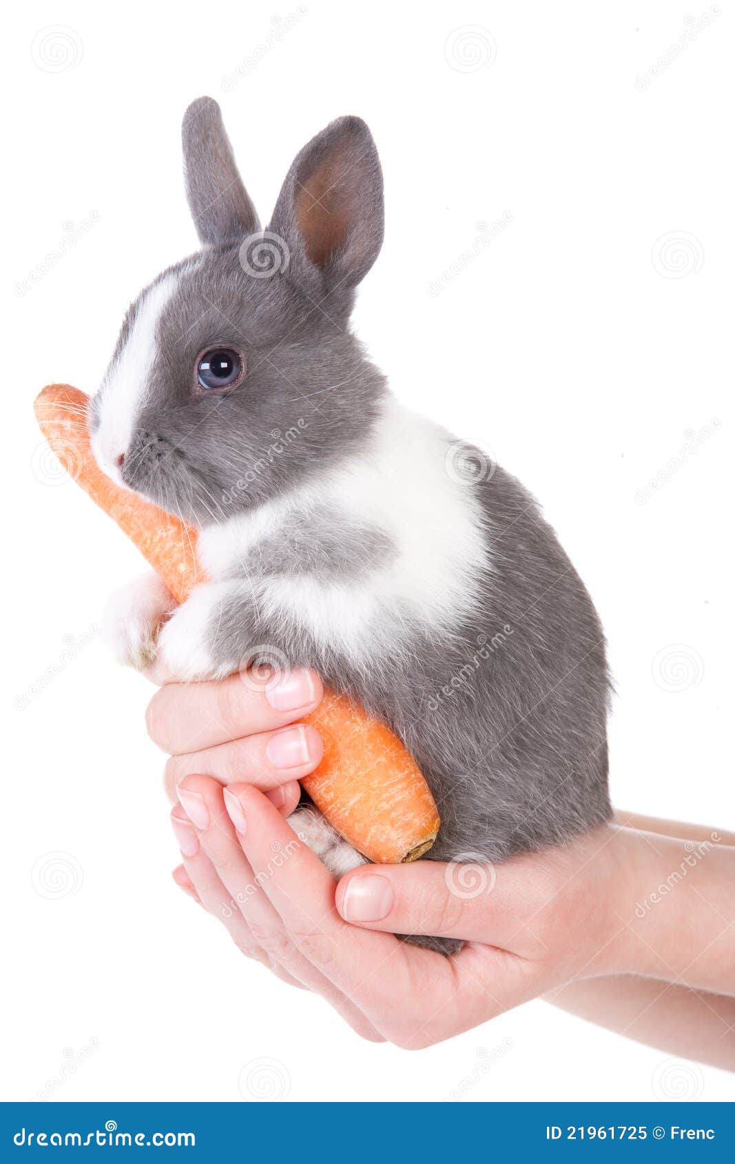 Conejo Gris Con La Zanahoria En La Mano Imagen de archivo - Imagen de ...