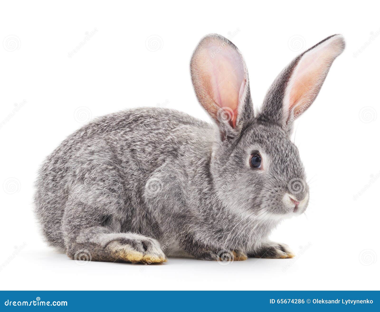 Conejo gris del bebé foto de archivo. Imagen de primer - 65674286