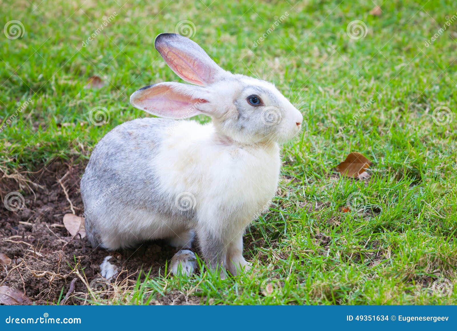 Conejo Gris Y Blanco Que Se Sienta En Hierba Verde Foto de archivo ...