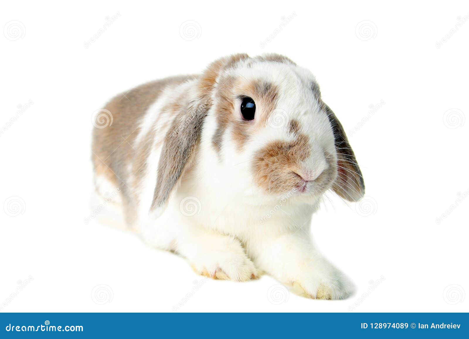 Conejo hermoso imagen de archivo. Imagen de animal, criatura - 128974089