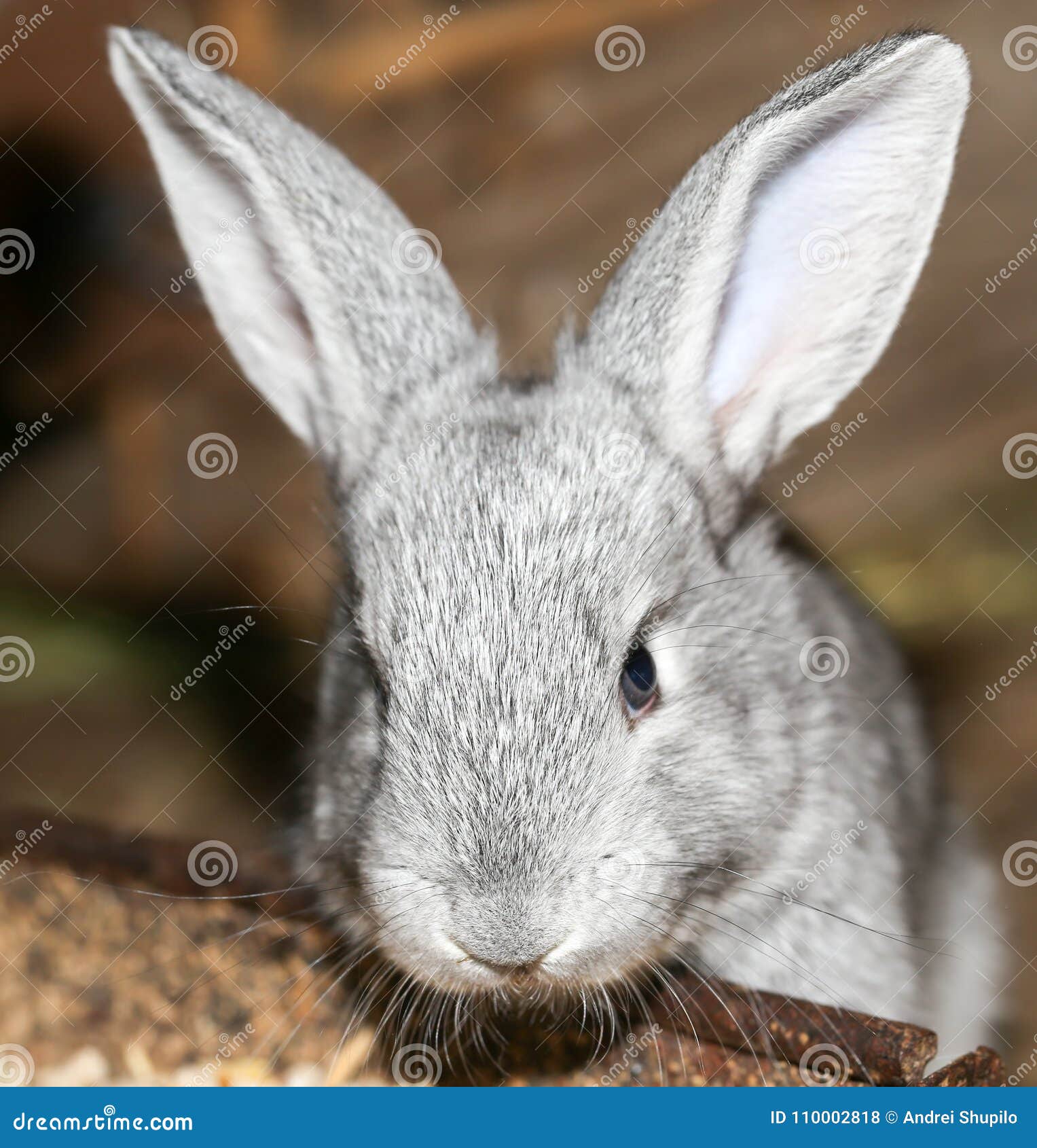 Conejo Hermoso En La Granja Foto de archivo - Imagen de conejo, cubo ...