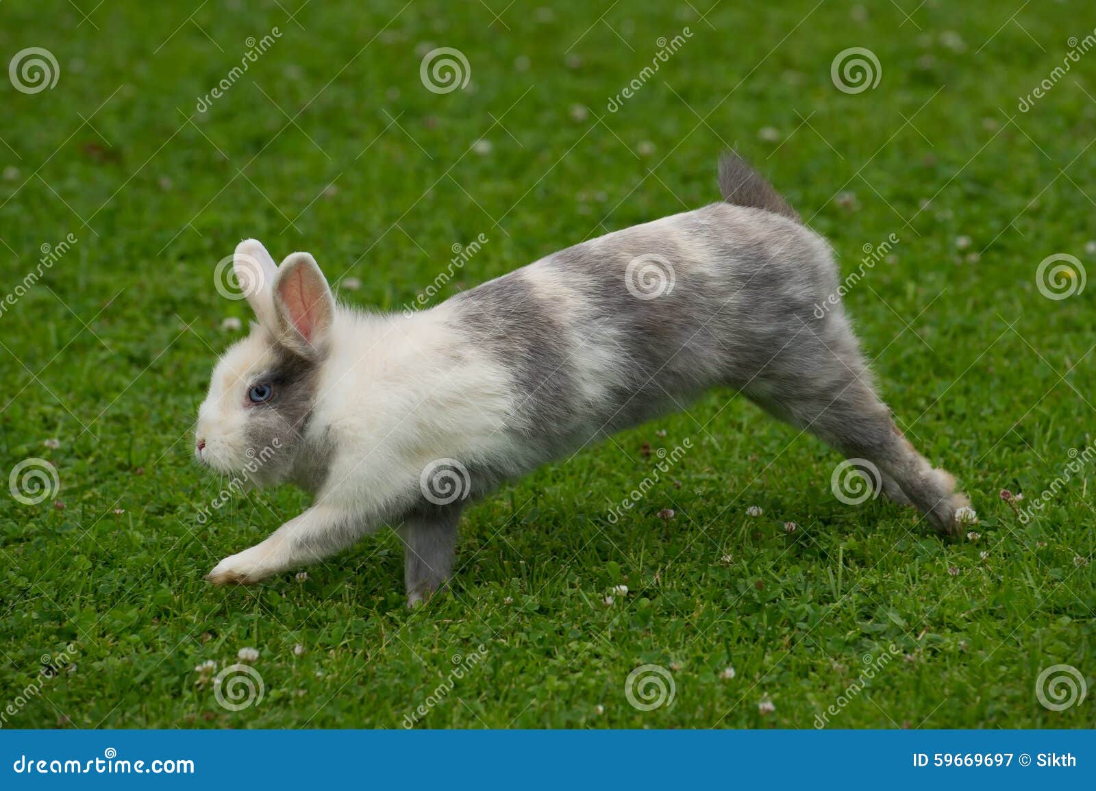 Conejo Lindo Que Salta En Hierba Verde Imagen de archivo - Imagen de ...