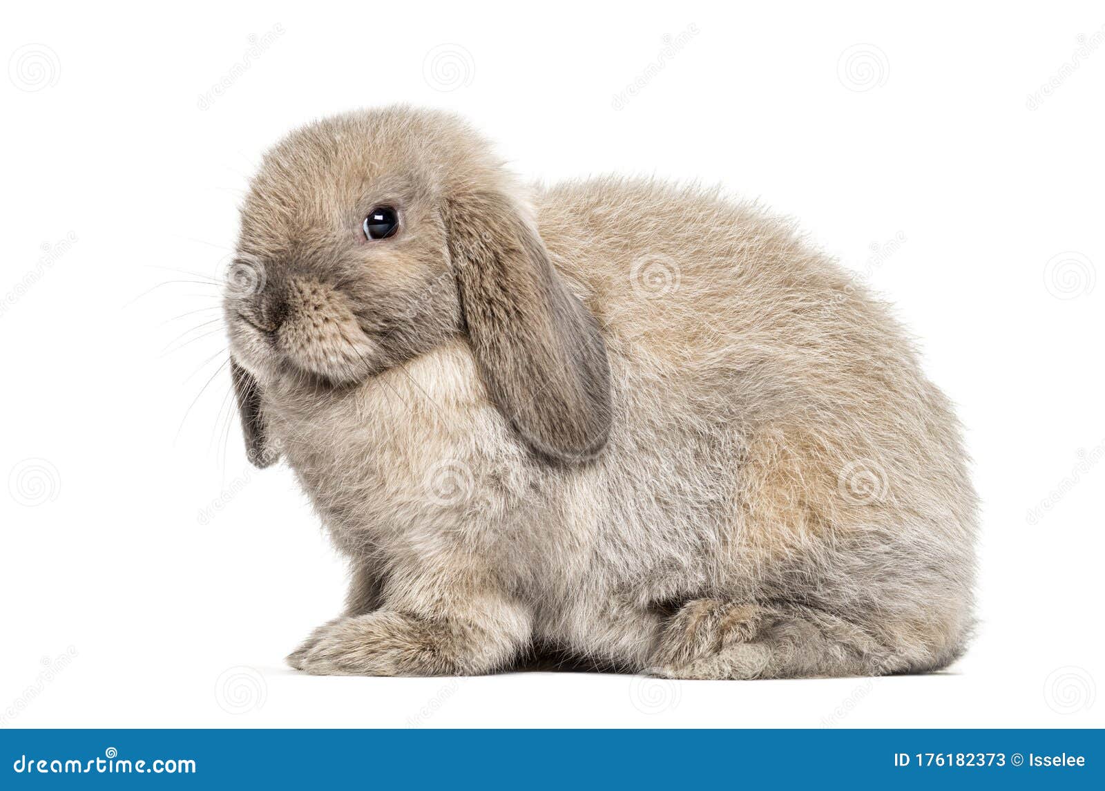 Conejo mini lop aislado imagen de archivo. Imagen de fondo - 176182373