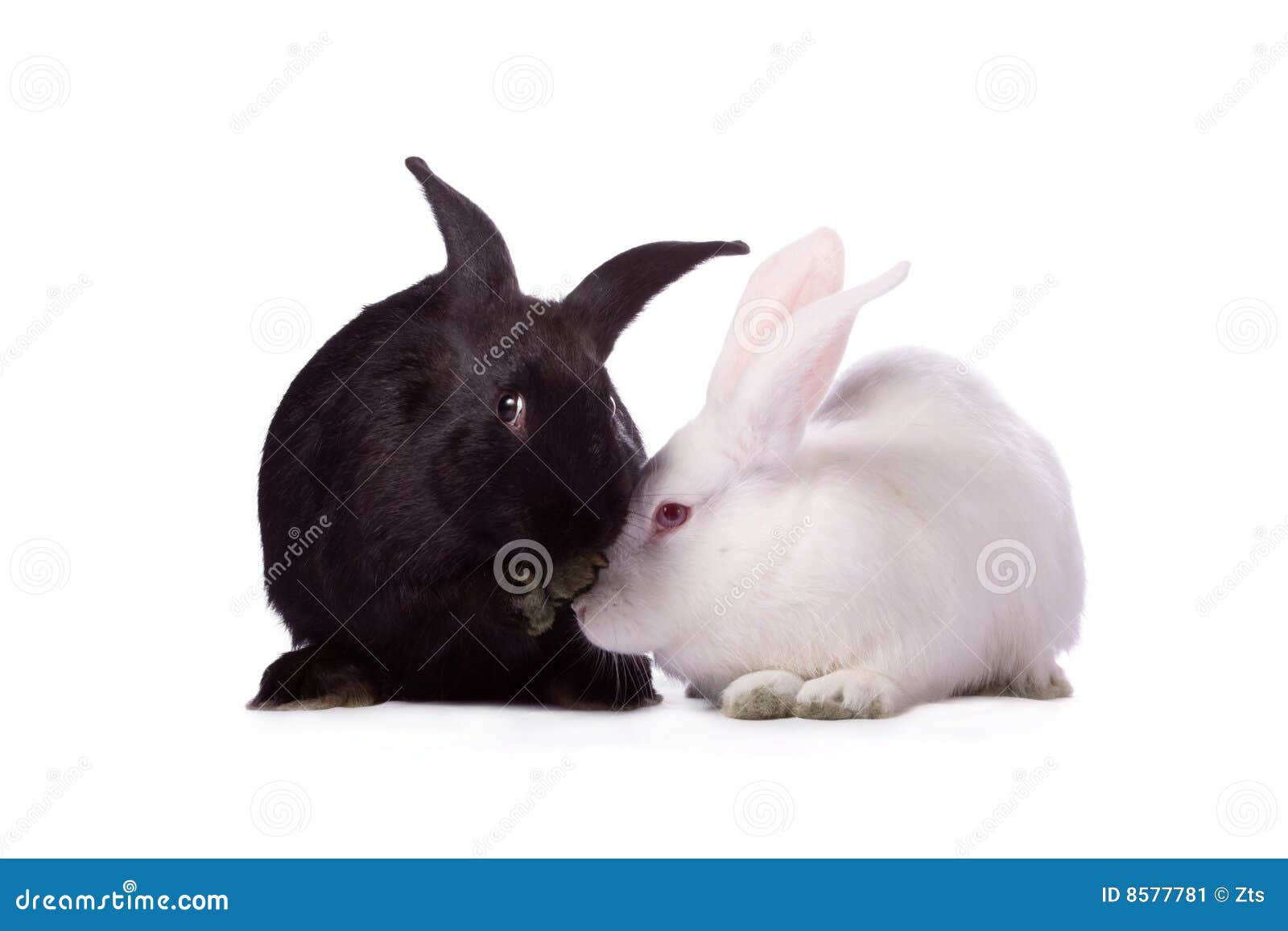 Conejo Negro Y Conejo Del Blanco Imagen de archivo - Imagen de ansioso ...