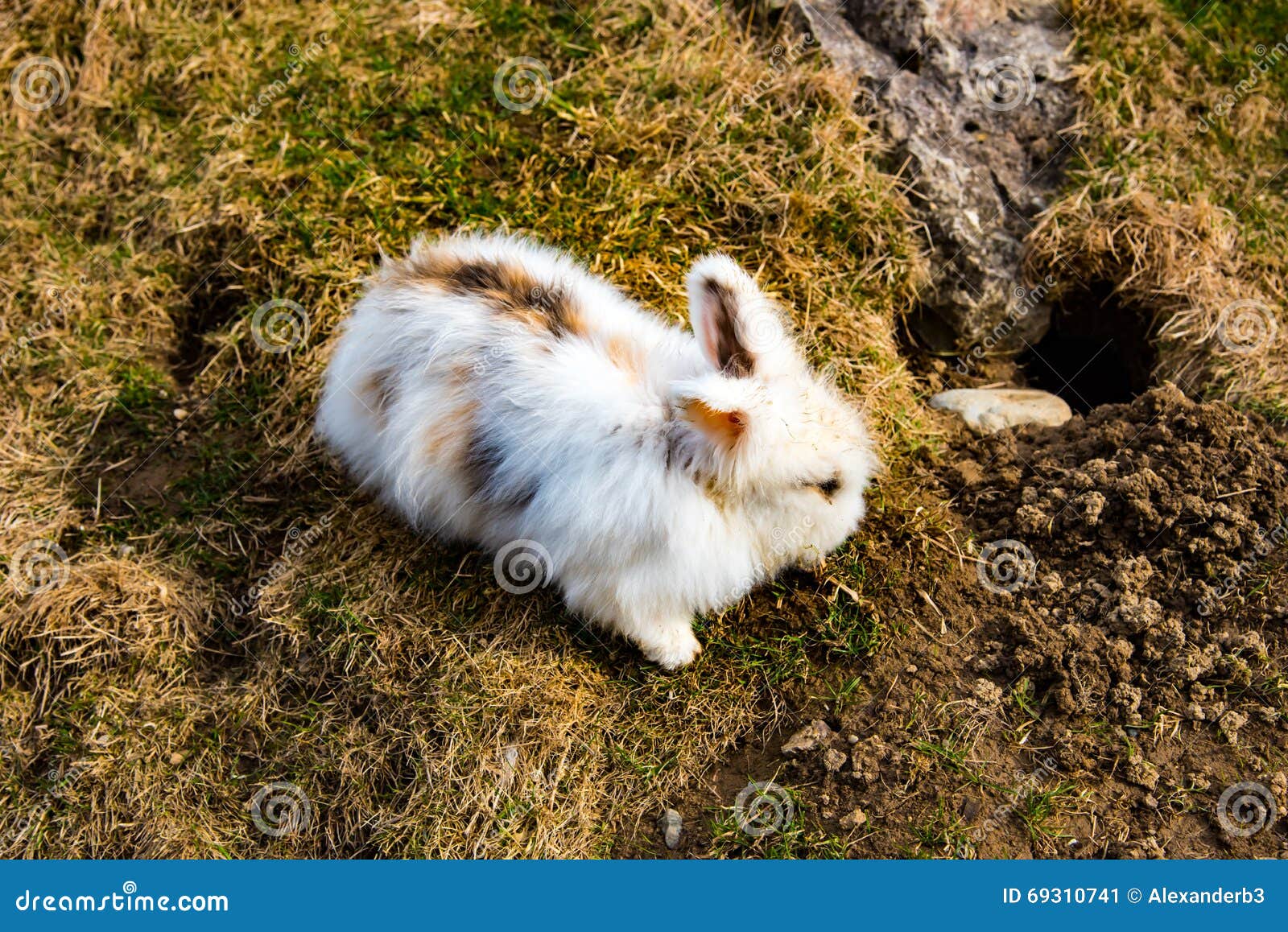 Conejo que cava un agujero imagen de archivo. Imagen de verde - 69310741