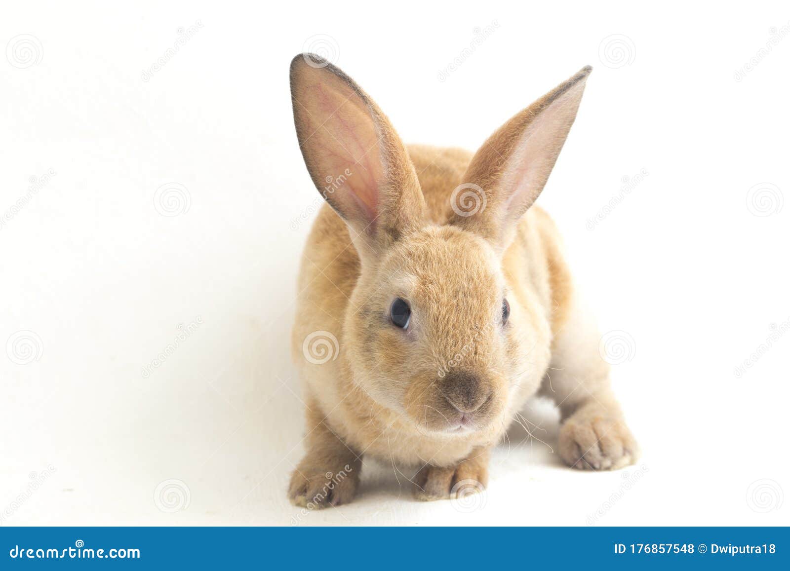 Conejo Rex Rojo Lindo Aislado En Blanco Foto de archivo - Imagen de ...