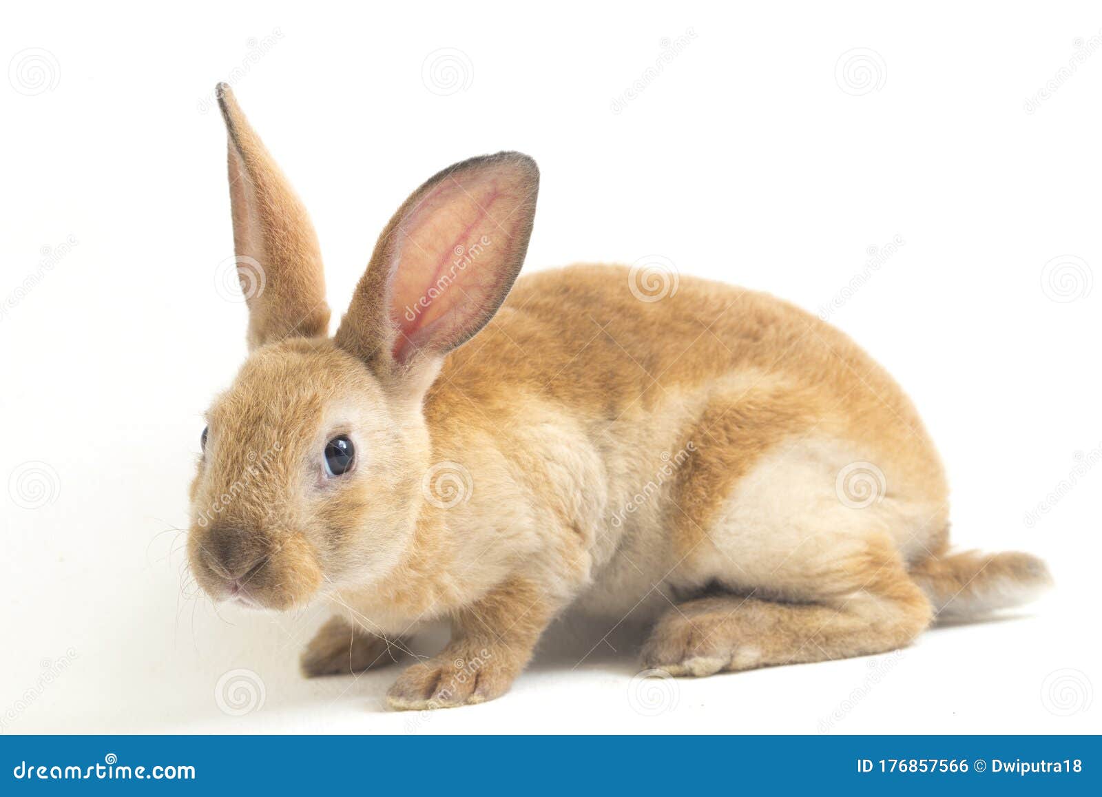 Conejo Rex Rojo Lindo Aislado En Blanco Foto de archivo - Imagen de ...