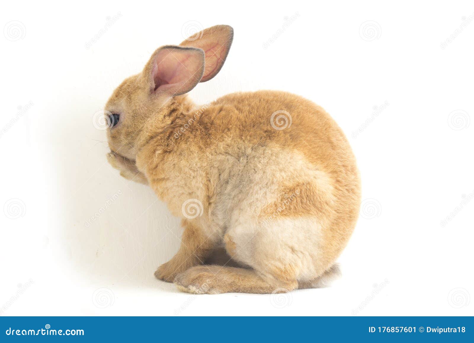 Conejo Rex Rojo Lindo Aislado En Blanco Imagen de archivo - Imagen de ...