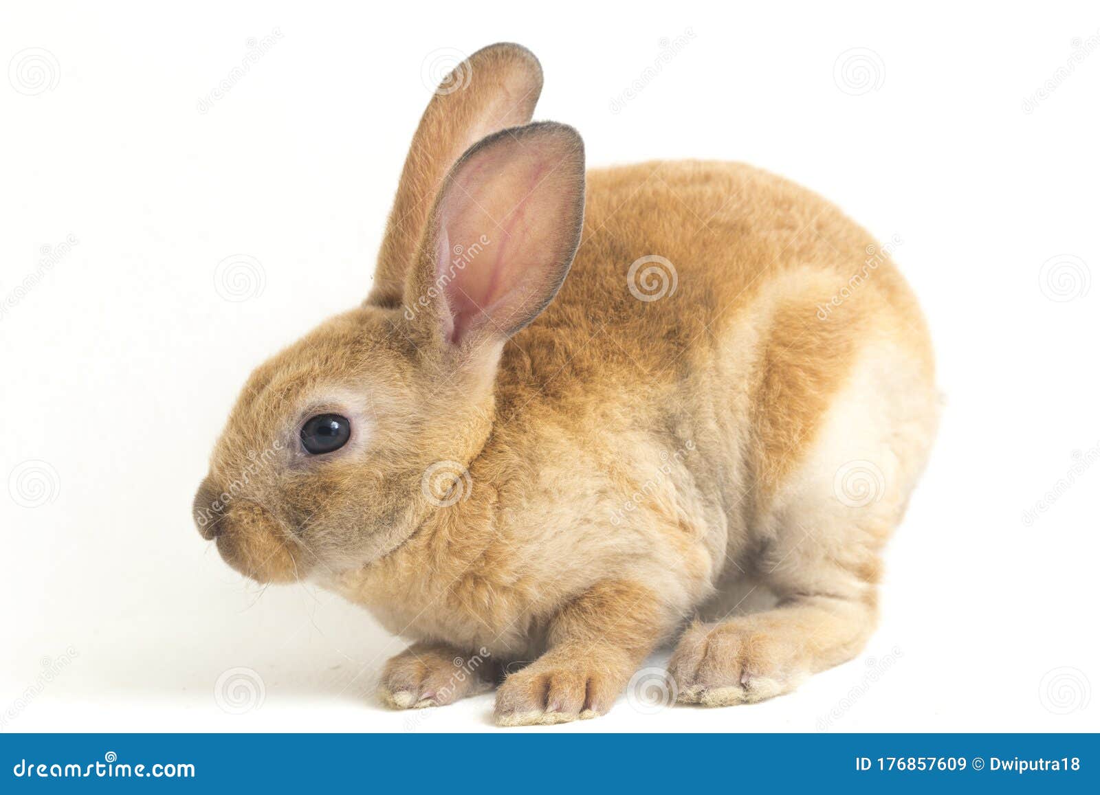 Conejo Rex Rojo Lindo Aislado En Blanco Imagen de archivo - Imagen de ...