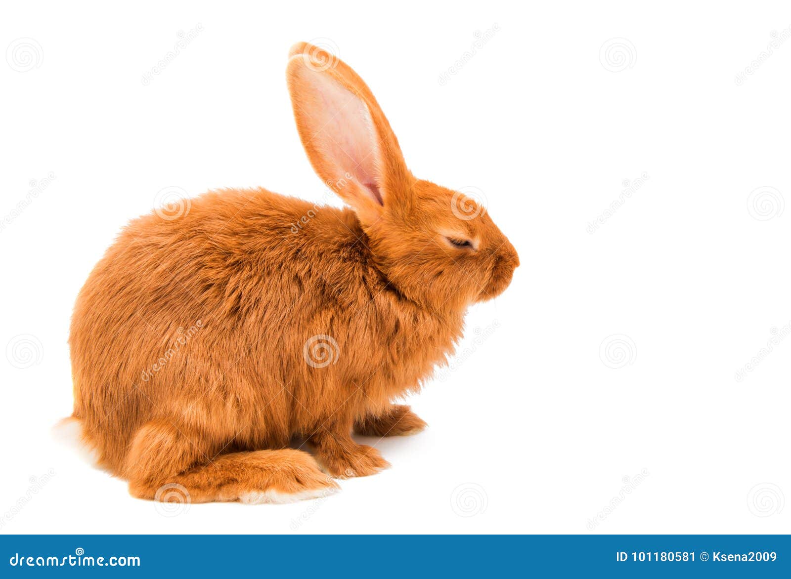 Conejo rojo imagen de archivo. Imagen de curioso, mascota - 101180581