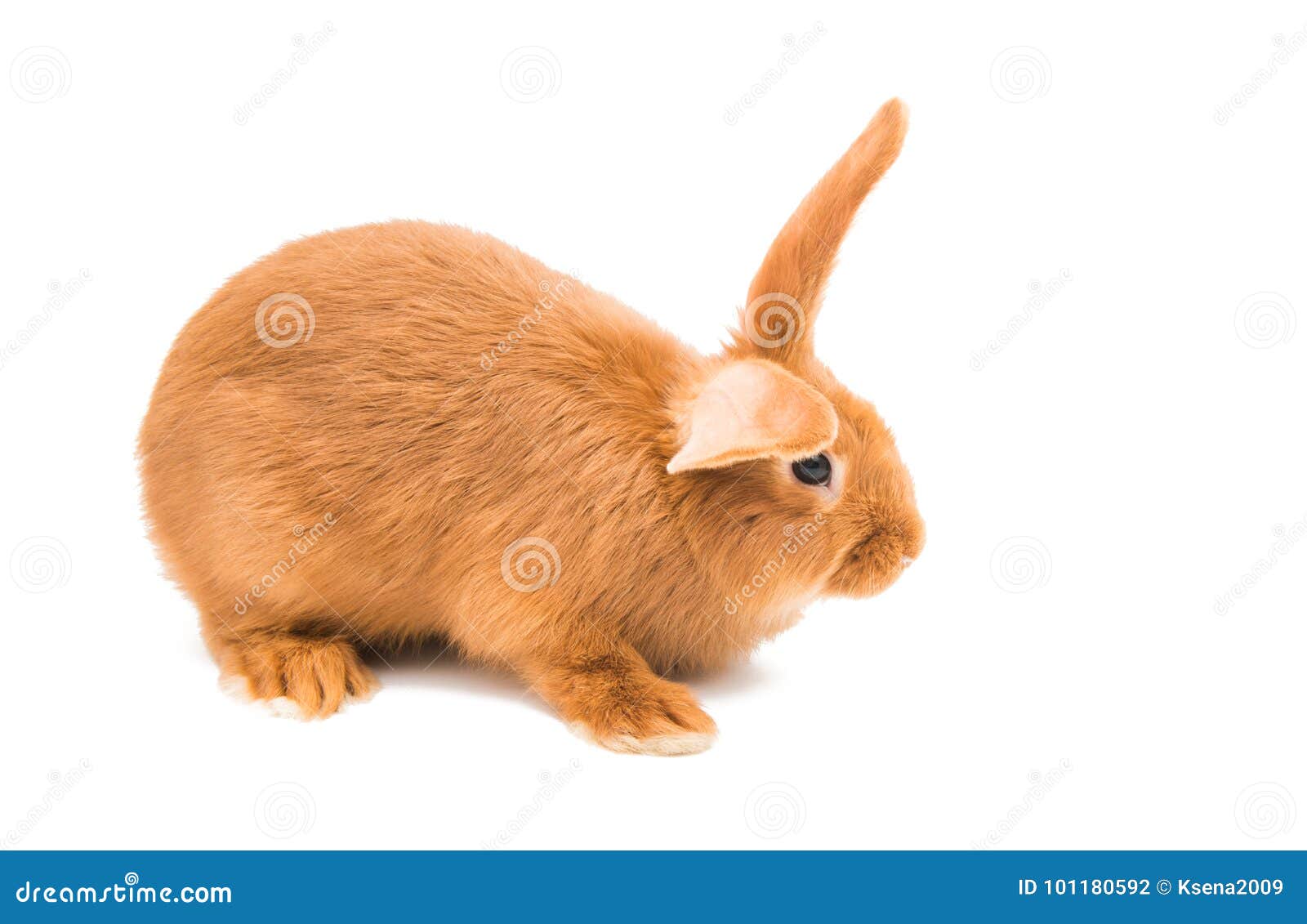 Conejo rojo foto de archivo. Imagen de mullido, nadie - 101180592