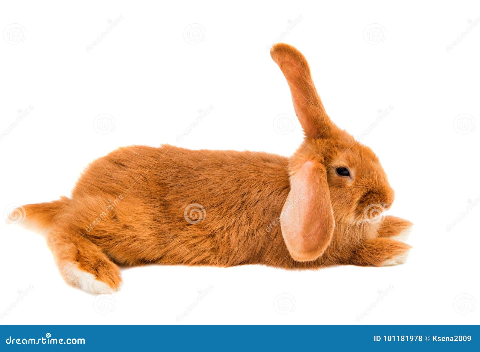 Conejo rojo foto de archivo. Imagen de mascota, rojo - 101181978