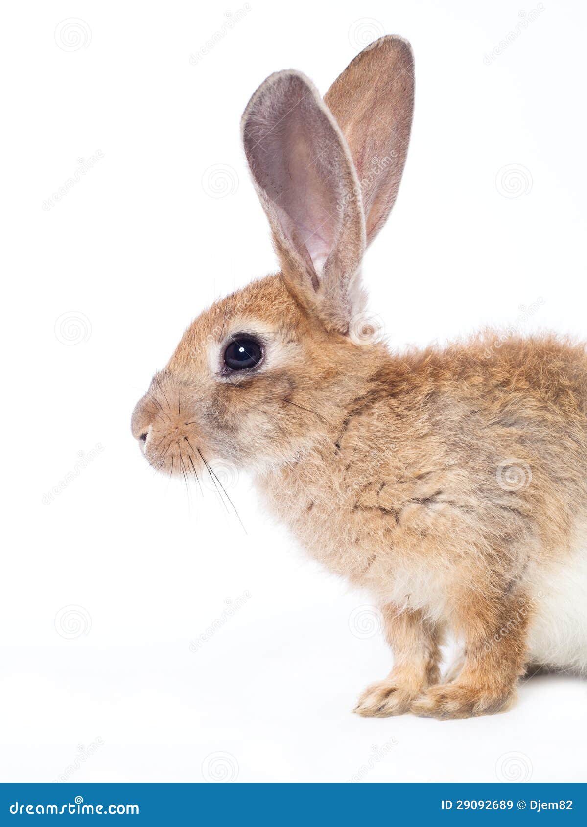 Conejo rojo imagen de archivo. Imagen de doméstico, adorable - 29092689