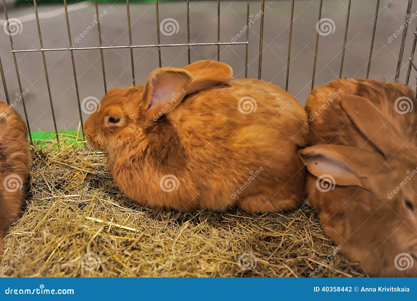 Conejo rojo foto de archivo. Imagen de carne, dulce, lindo - 40358442