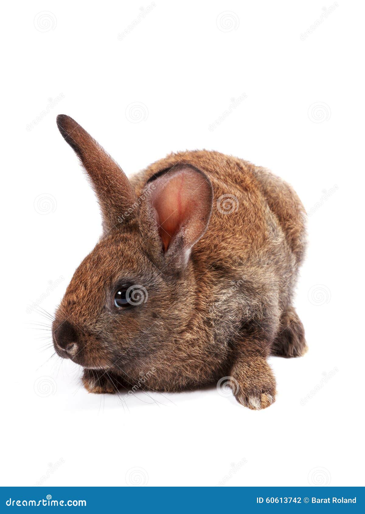 Conejo rojo foto de archivo. Imagen de estudio, granja - 60613742