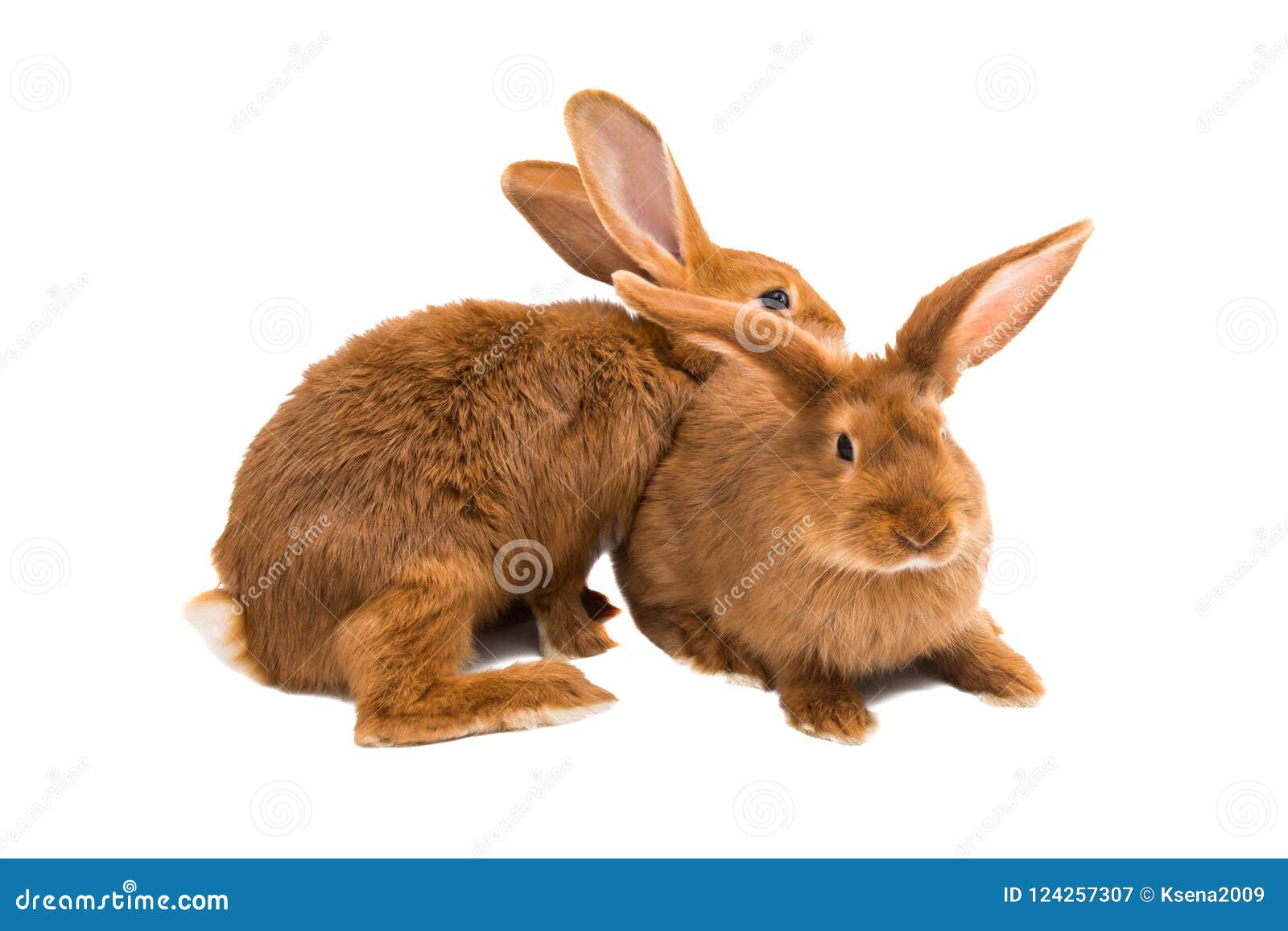 Conejo rojo aislado imagen de archivo. Imagen de doméstico - 124257307