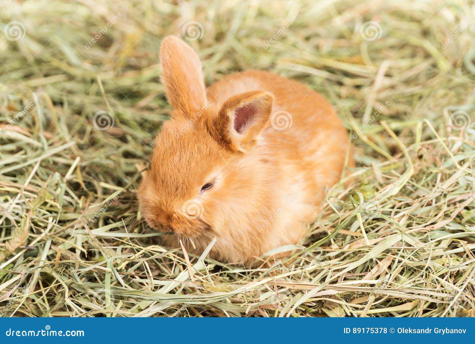 Conejo Rojo-dirigido En El Heno Foto de archivo - Imagen de lifestyles ...