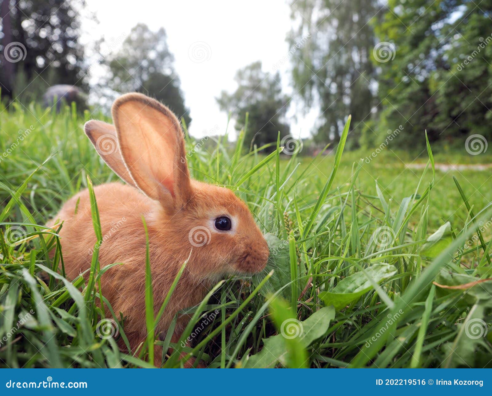 Conejo rojo en la hierba foto de archivo. Imagen de animal - 202219516