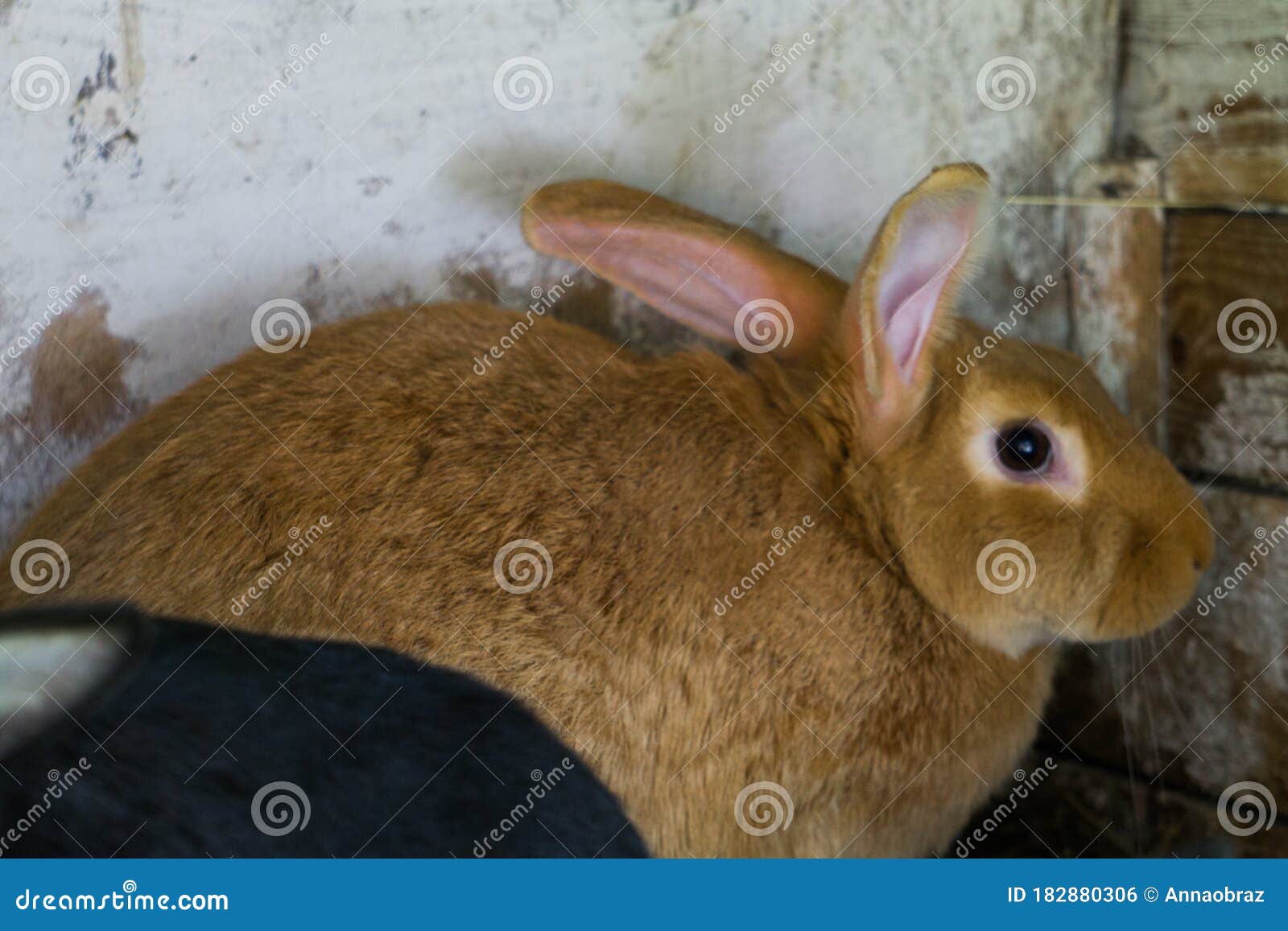 Conejo Rojo En Una Jaula De La Granja. Foto de archivo - Imagen de poco ...