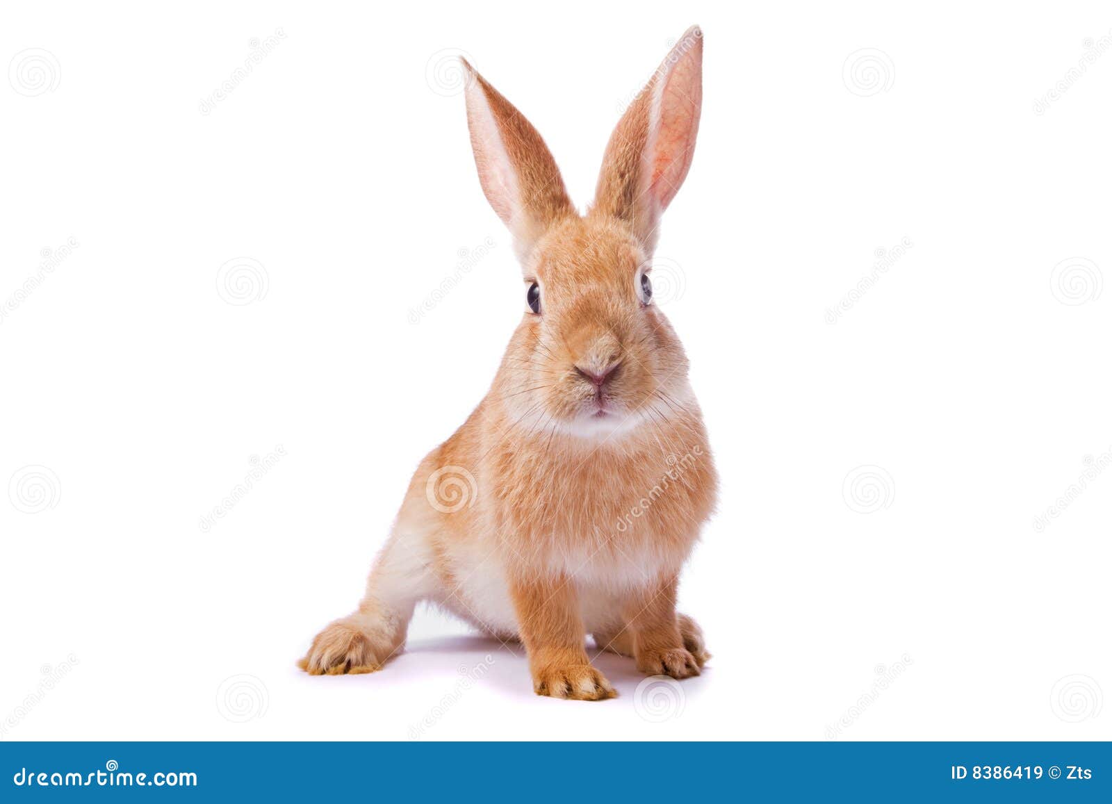 Conejo Rojo Joven Curioso Aislado Imagen de archivo - Imagen de ...