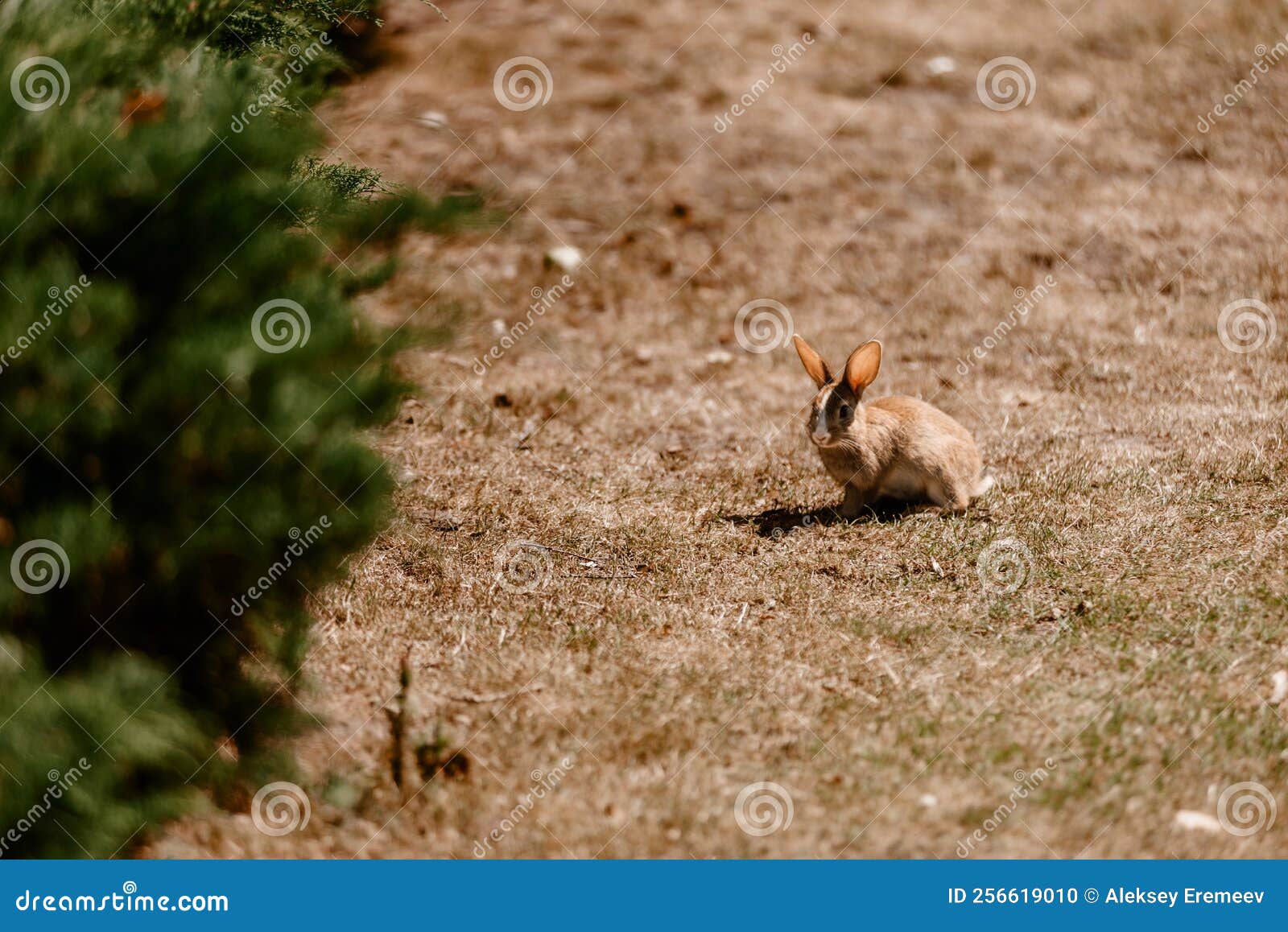 Conejo Rojo Lindo Con Hierba Seca Foto de archivo - Imagen de fondo ...